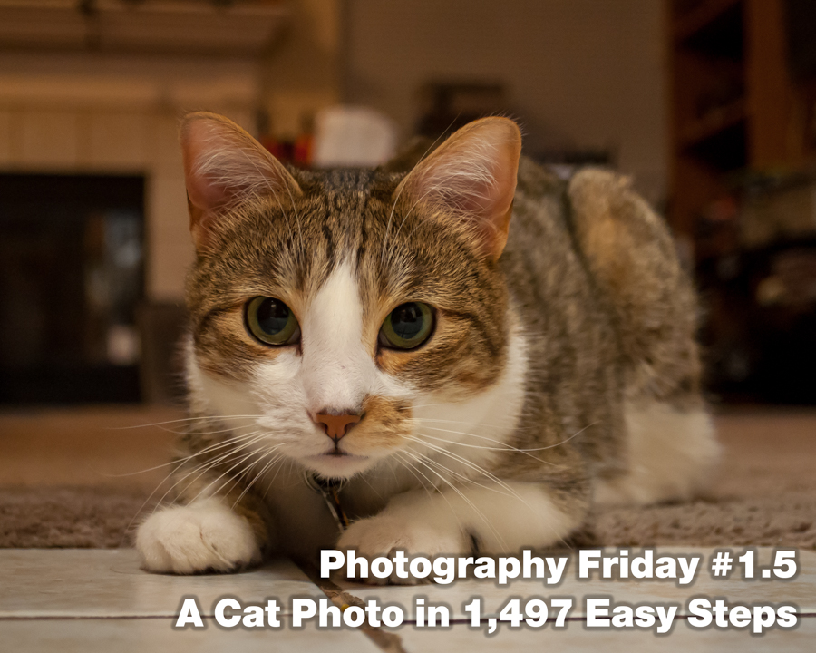 Photography Friday #1.5 – A Cat Photo in 1,497 Easy Steps – S. Daniel ...